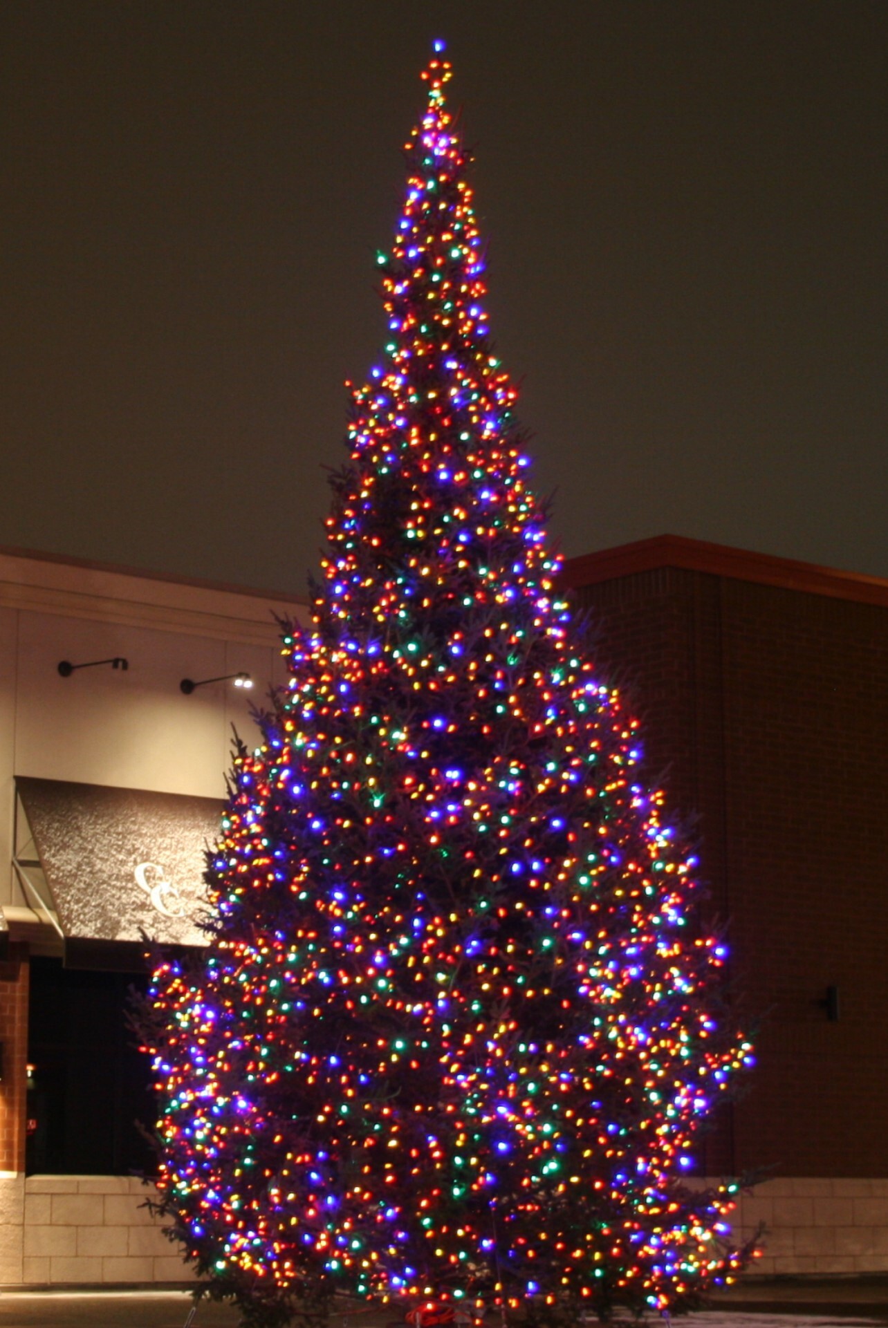 mccaren designs exterior holiday tree | McCaren Designs